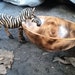 Zebra Food Cereal Bowl Kamba Tribe Africa Animal Hand Carved Wood ...