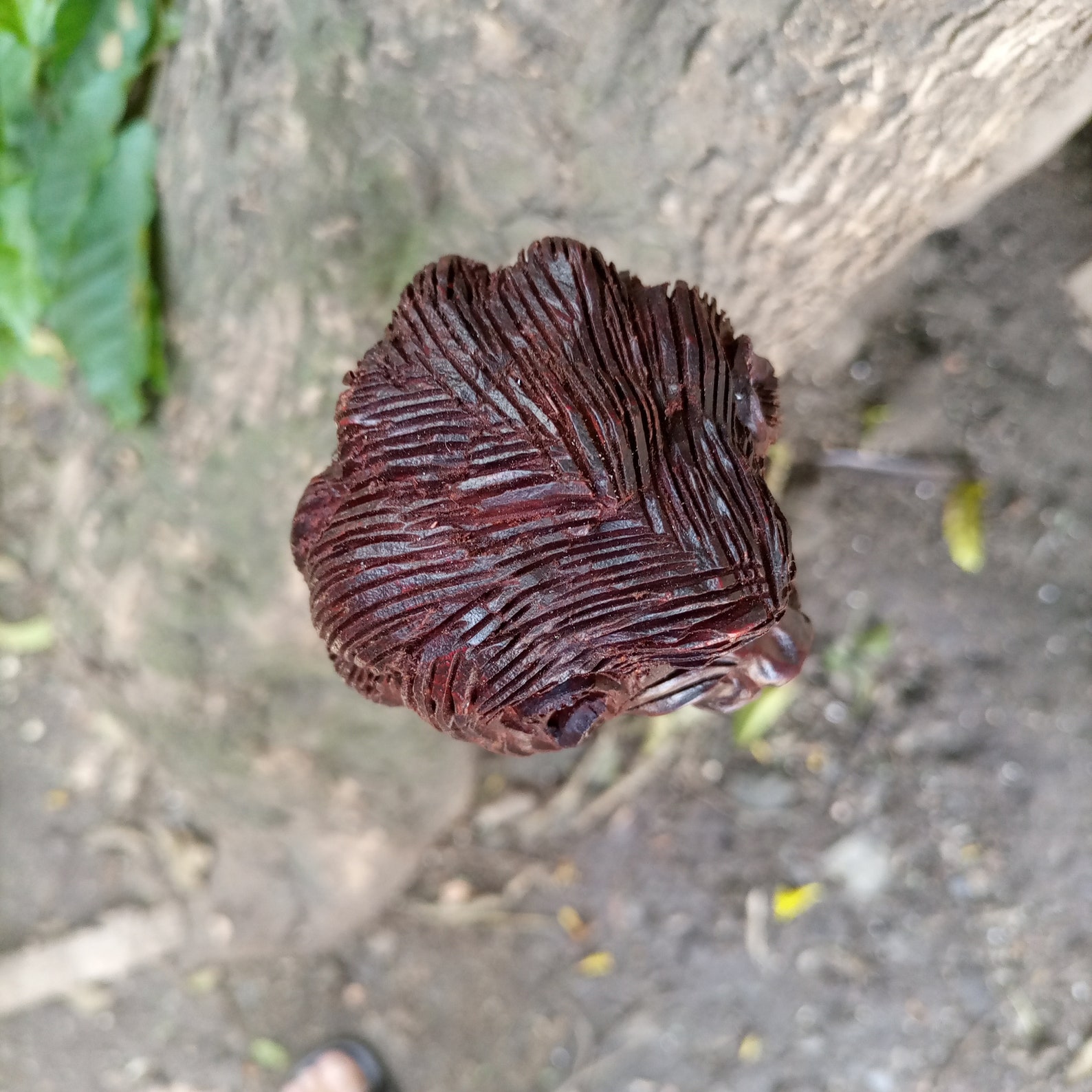 Original Lion Head Walking Stick Cat Head Art Cane Mom Dad | Etsy