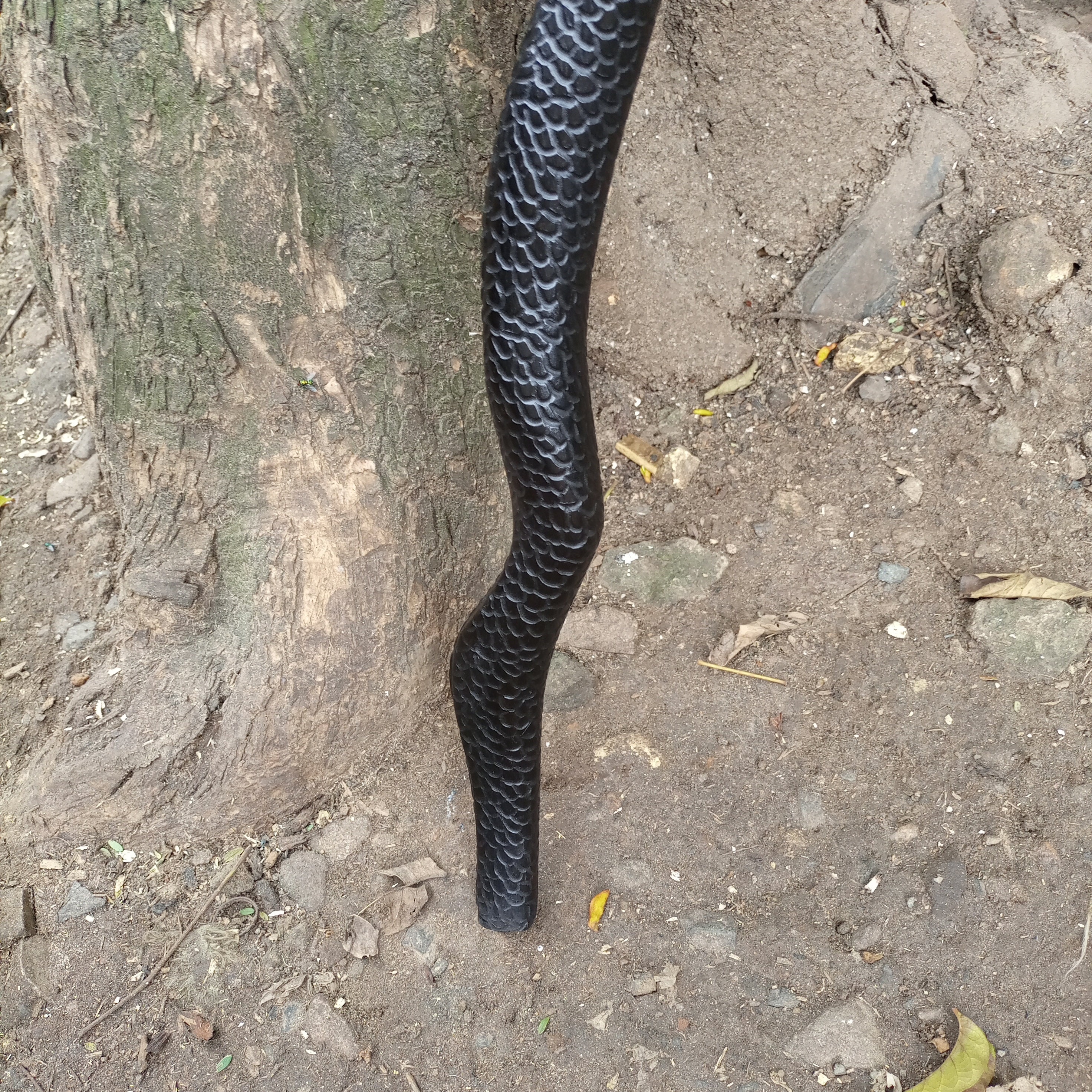 African Python Hook Handle Style Original Hiking Walking Stick Cane ...