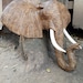 Original Olivewood Female Elephant Head Handmade 1PC Solid Hardwood ...