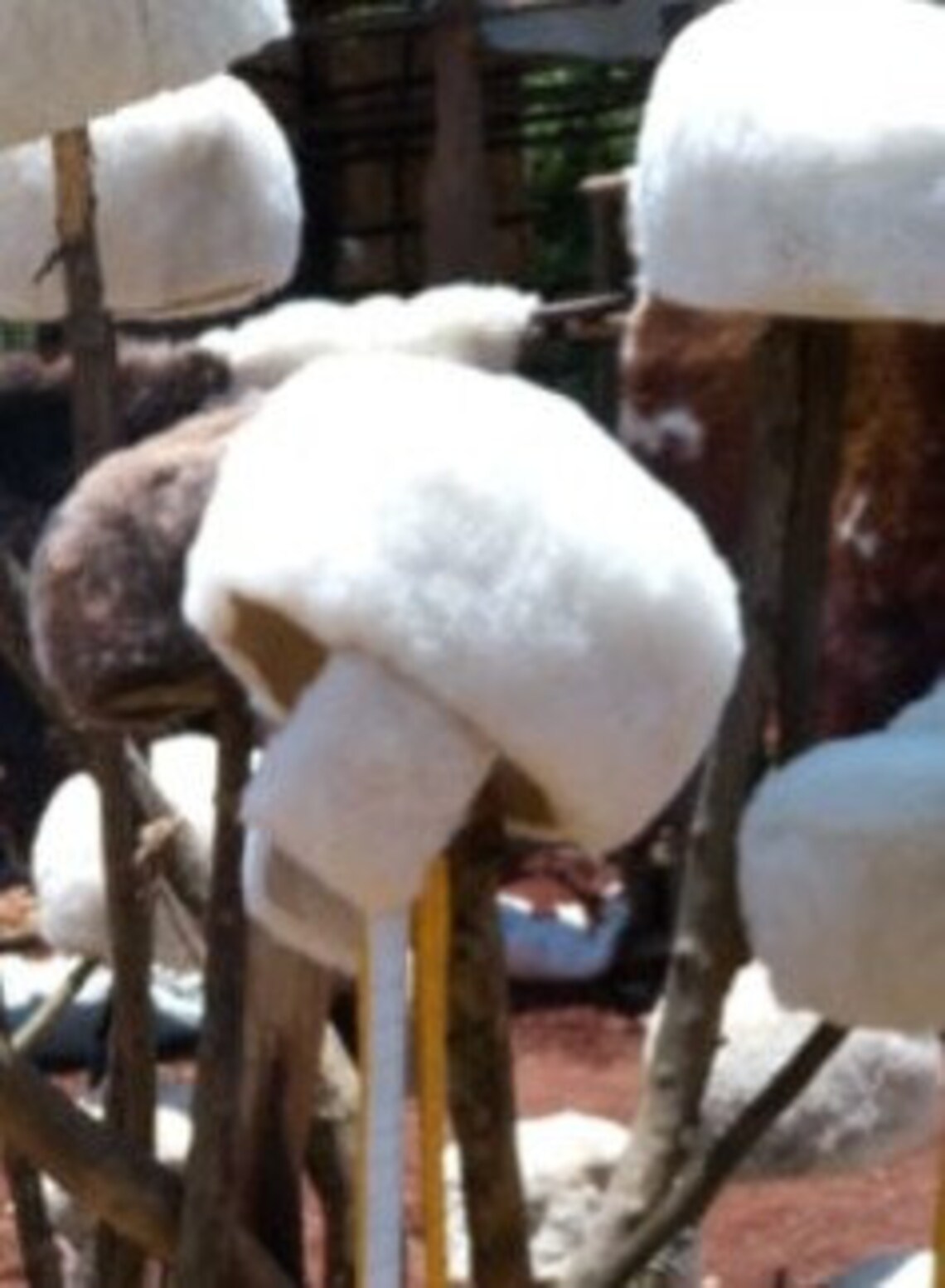 Natural Merino Sheep Skin Lamb Wool Hat Cap Ear Flaps Soft Warm African ...