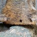 Original Olivewood Female Elephant Head Handmade 1PC Solid Hardwood ...