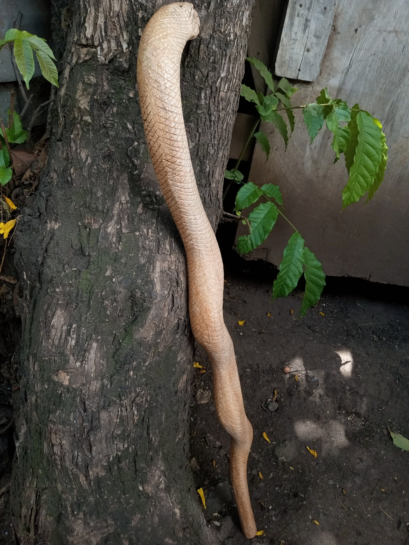 Blue Gum African Mamba Snake Original Hiking Walking Stick Cane ...