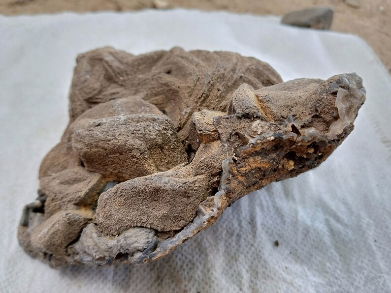 Desert Rose Gypsum Geode Rough Mineral Specimen With Grey Chalcedony ...