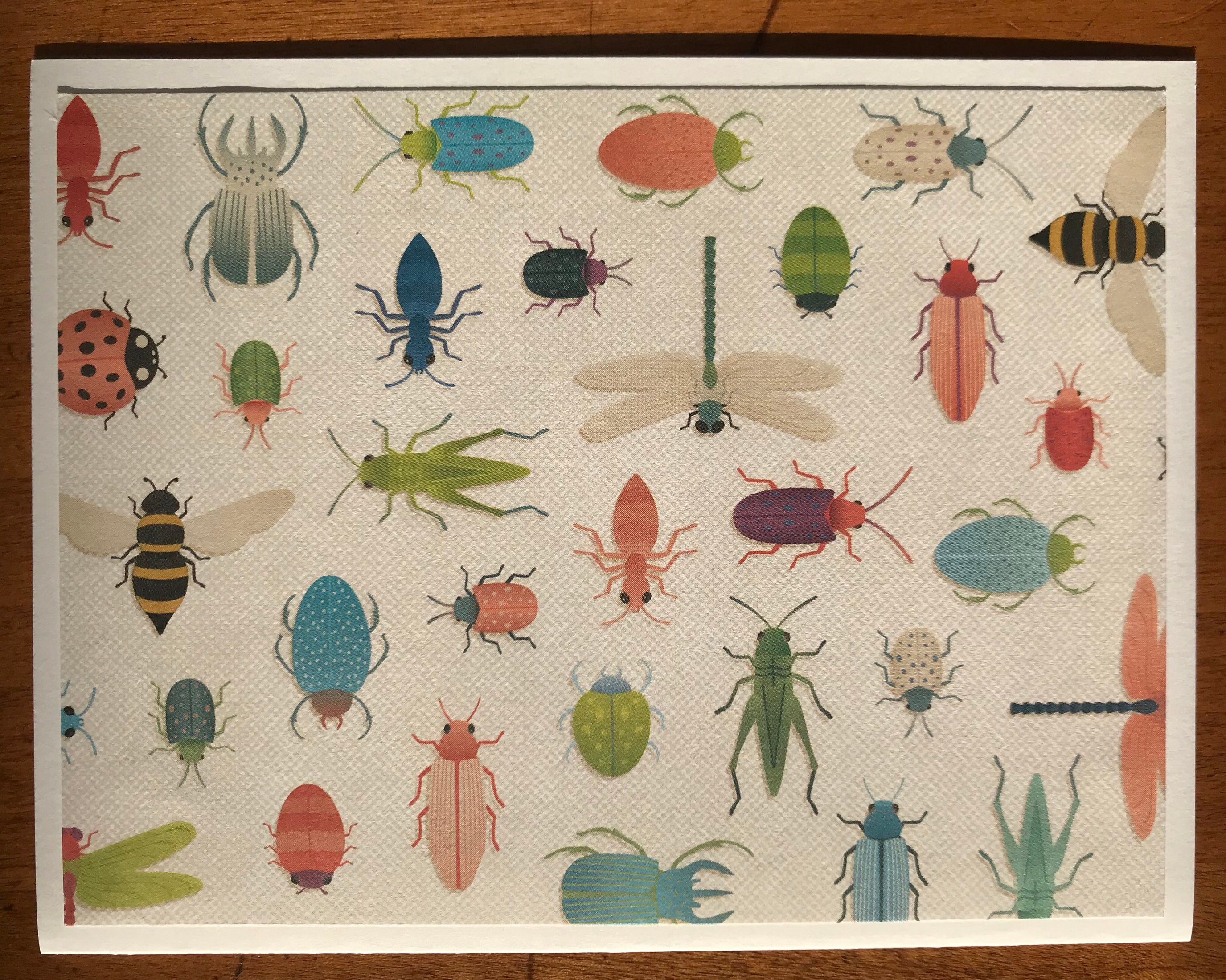 Bugs, Bugs, and More Bugs | Insects | Set of 5 | Note Cards | Blank ...