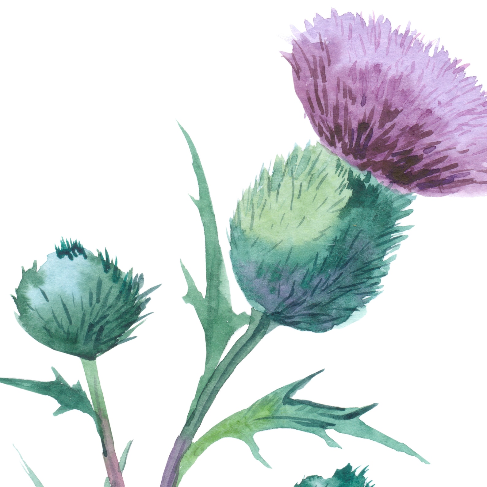 Watercolor Clip Art Watercolor Thistle Botanical | Etsy