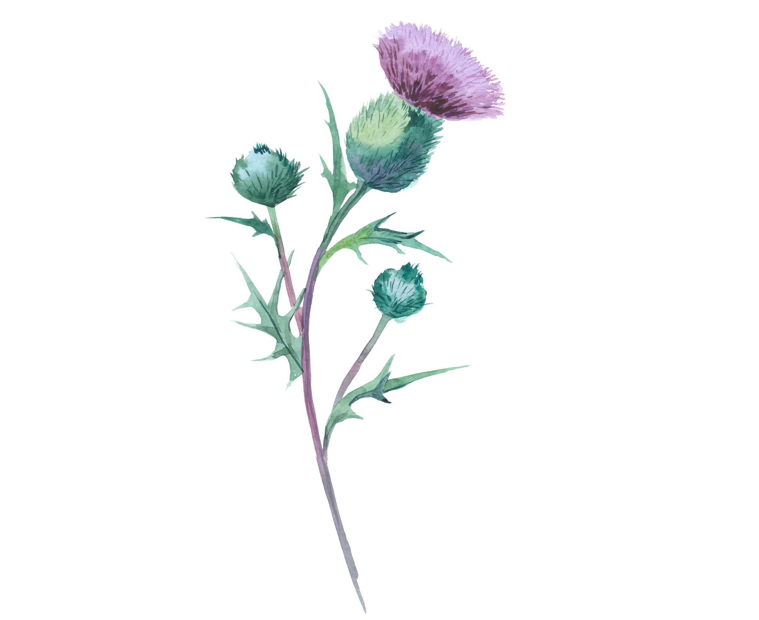 Watercolor Clip Art Watercolor Thistle Botanical | Etsy