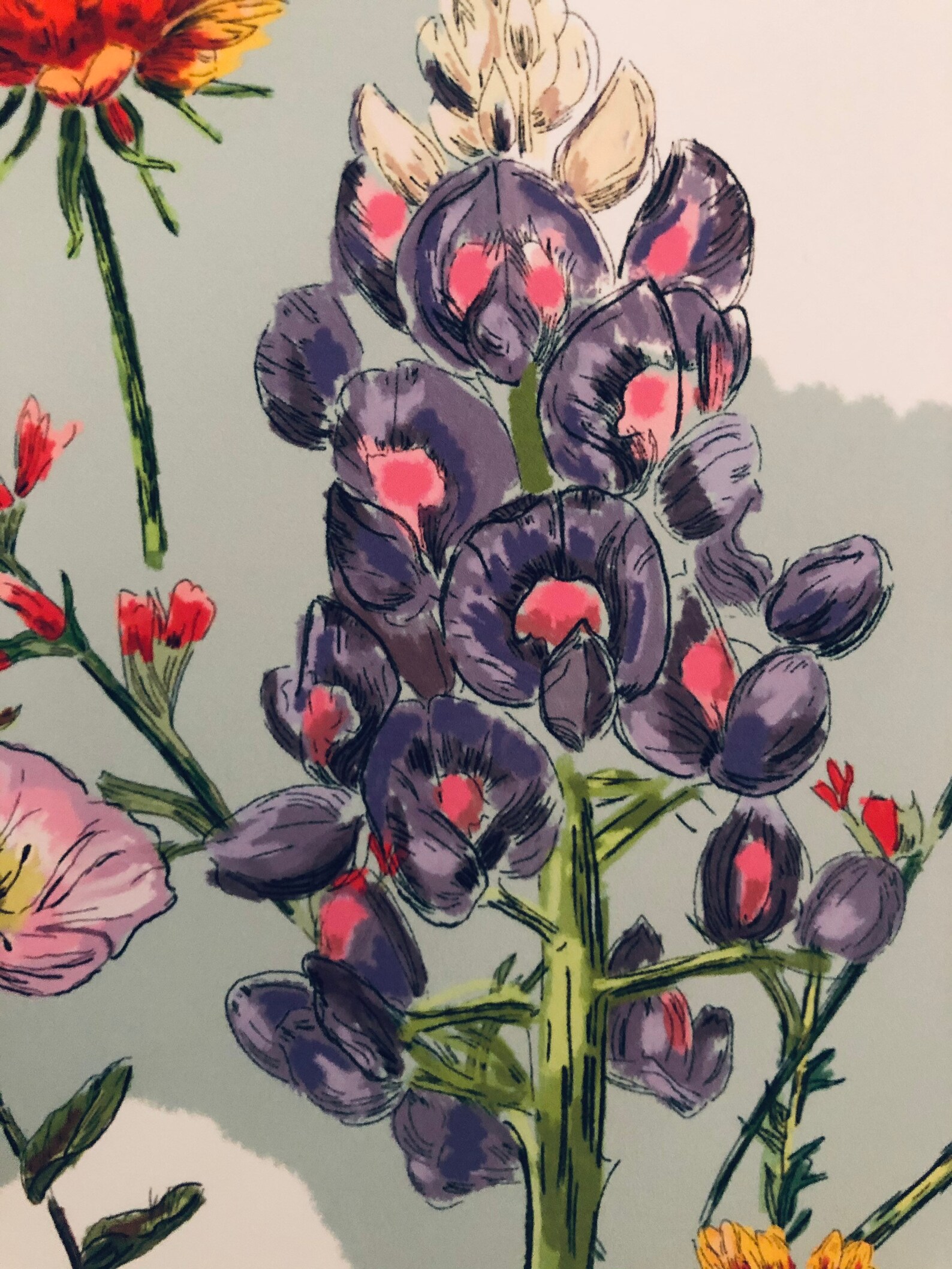 Texas State Flower Art Print Bluebonnet and Texas Wildflowers | Etsy