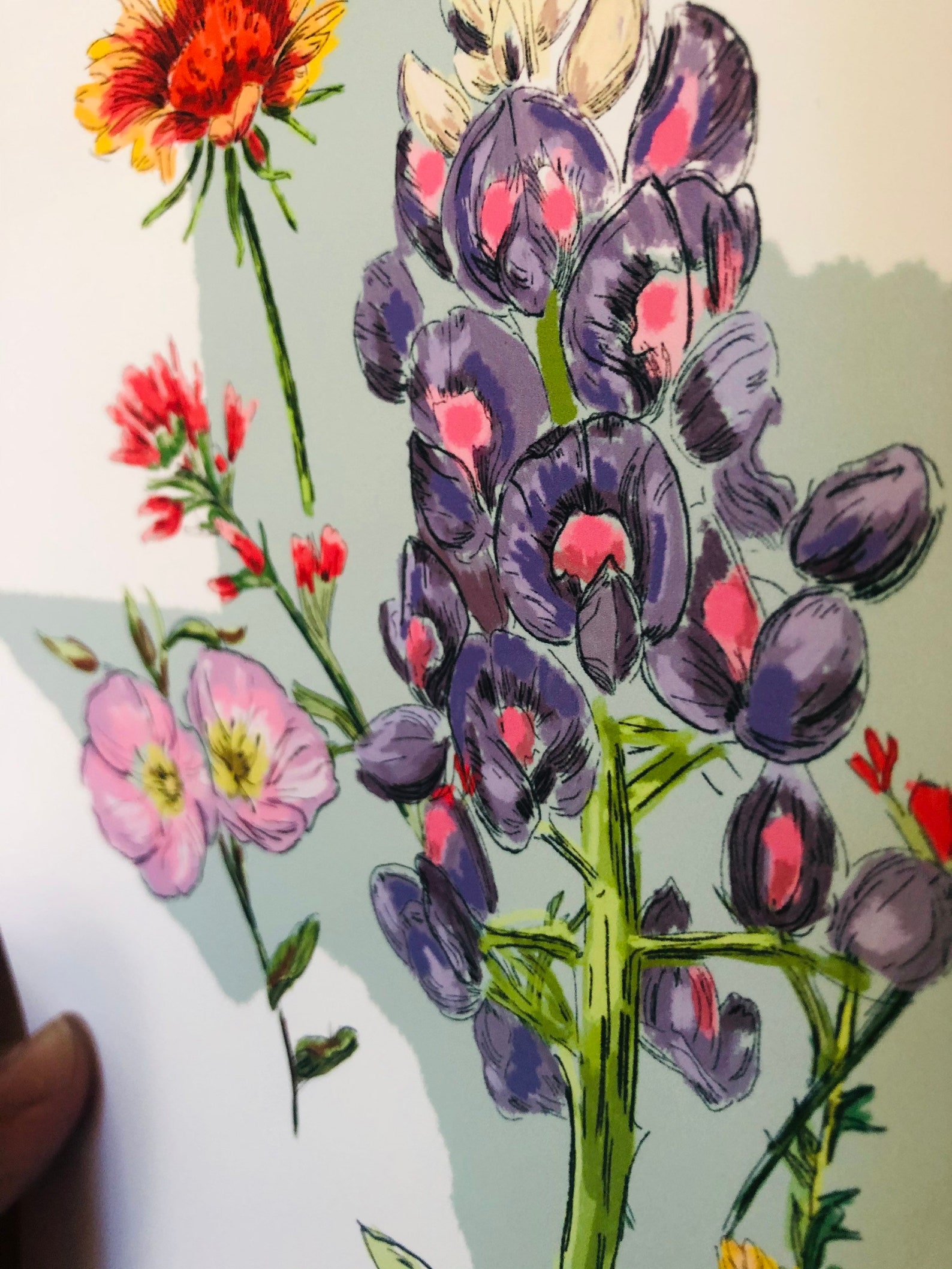 Texas State Flower Art Print Bluebonnet and Texas Wildflowers | Etsy