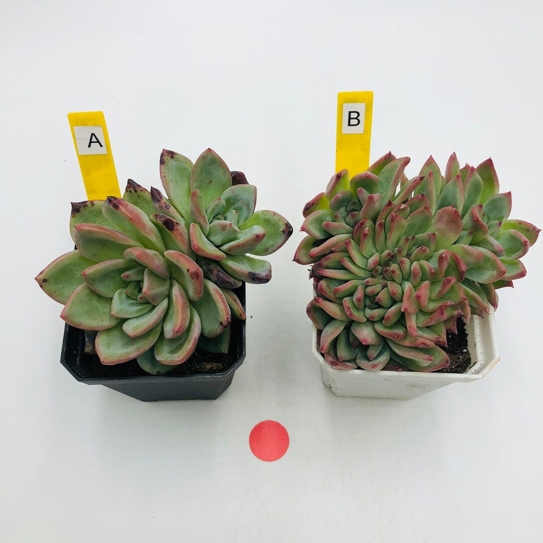 Echeveria Ratam Rare Korean Import - Etsy