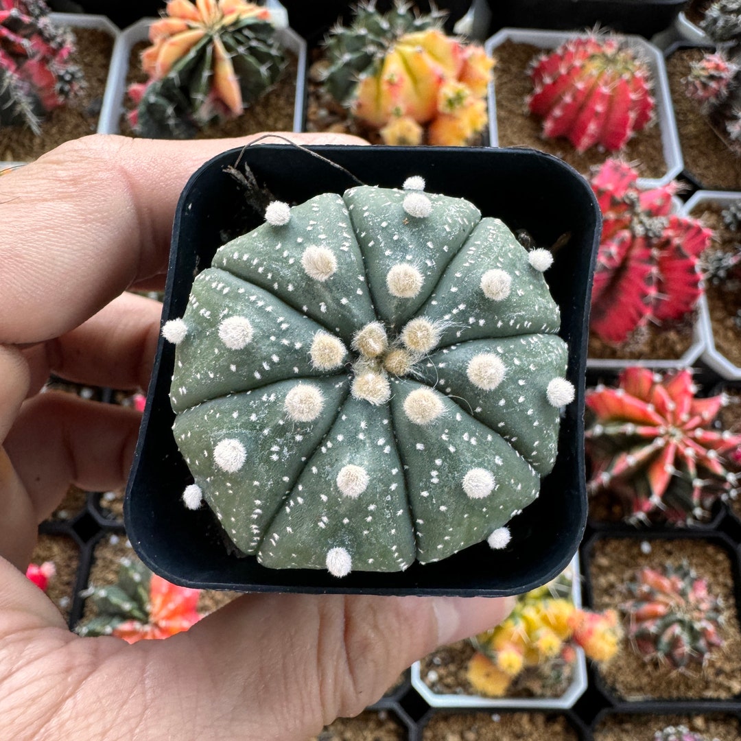 Astrophytum Asterias Rare Thailand Import Live Cactus - Etsy