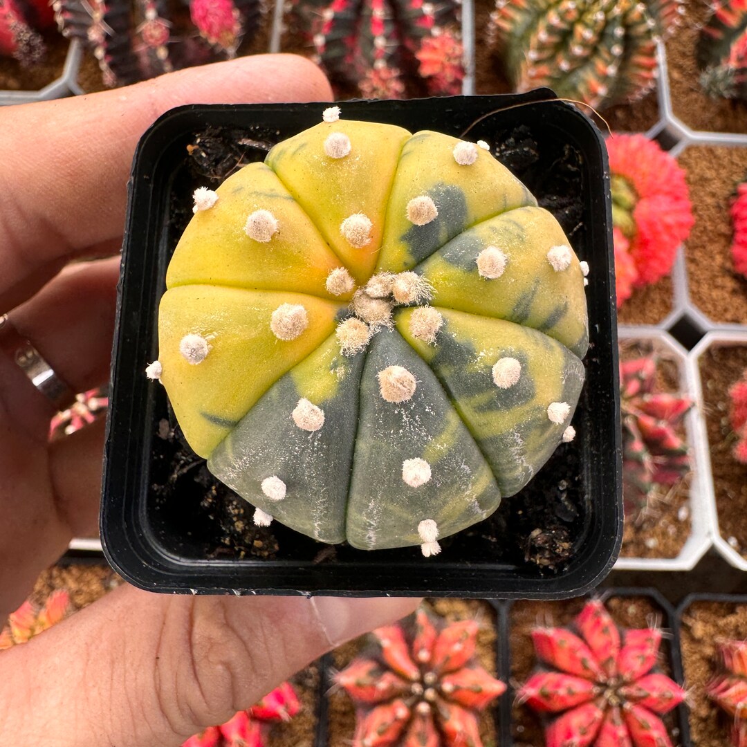 Astrophytum Species Variegated Rare Thailand Import Live Cactus - Etsy