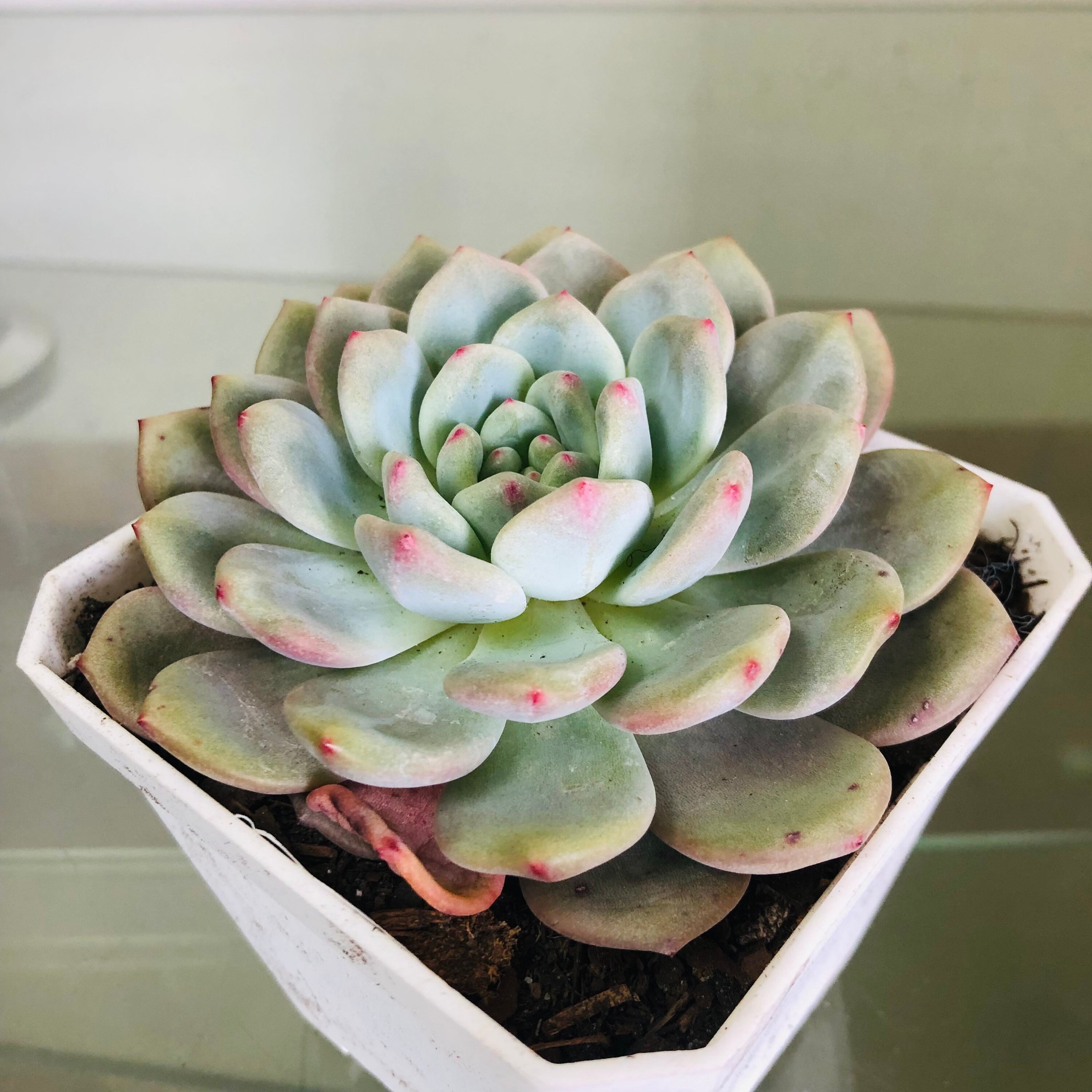 Outdoor & Gardening Home & Living Korean Import Echeveria Ariel Succulents & Cacti etna.com.pe