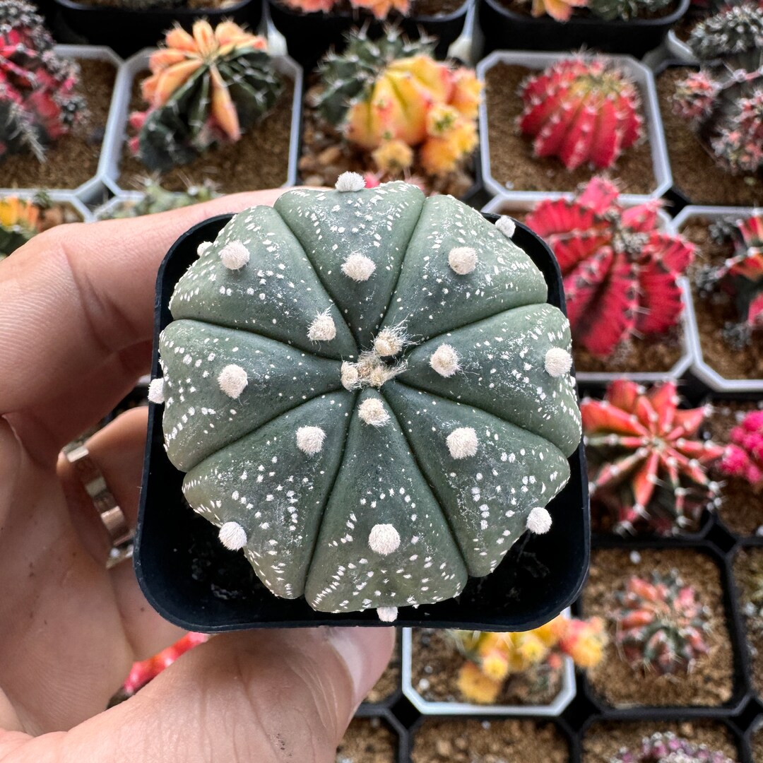 Astrophytum Asterias Rare Thailand Import Live Cactus - Etsy
