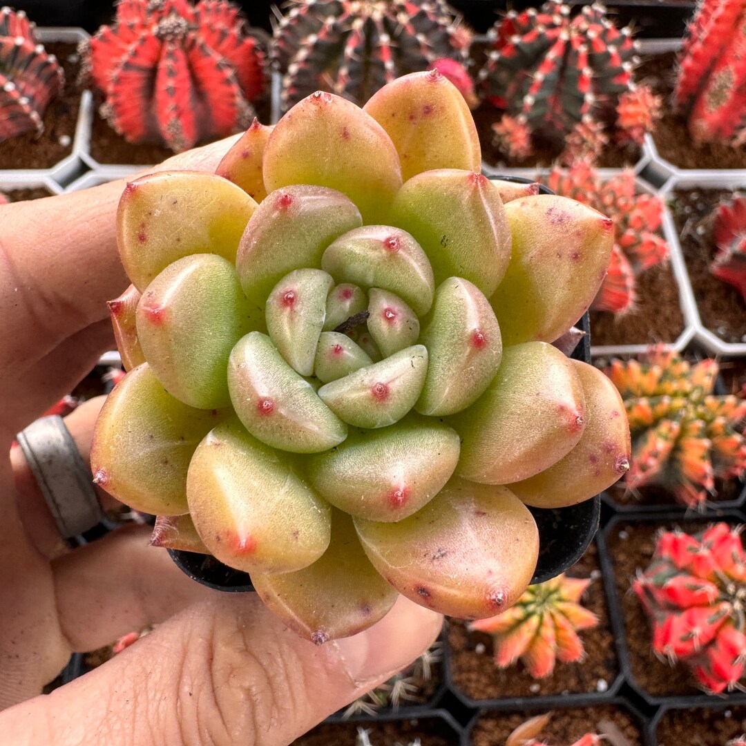 Echeveria Monroe Channel Rare Korean Import Live Succulent - Etsy