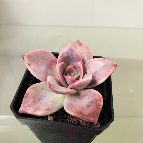 Gardening & Plants XL Graptoveria Banesii Rare Korean Succulent ...