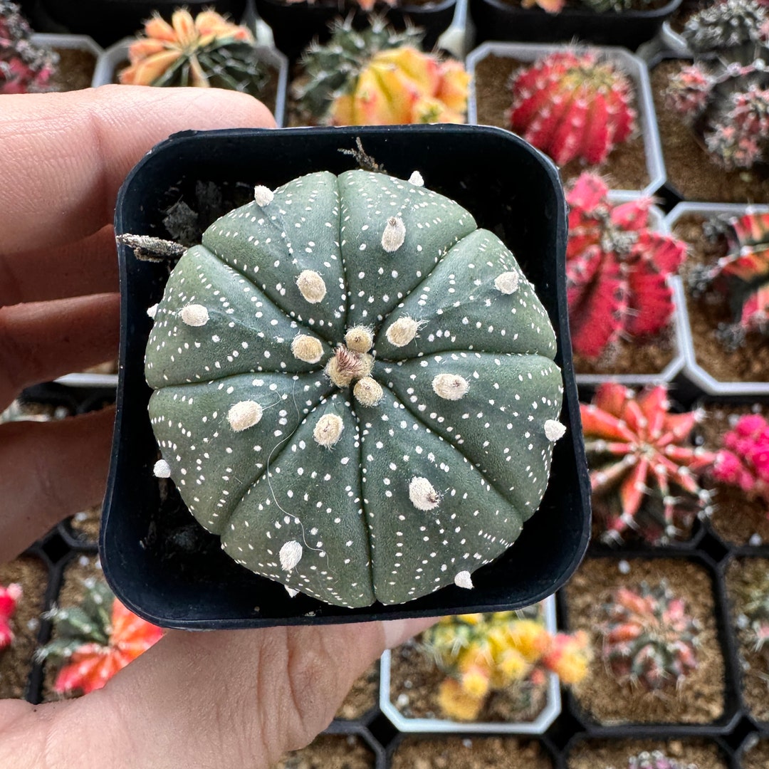 Astrophytum Asterias Rare Thailand Import Live Cactus - Etsy