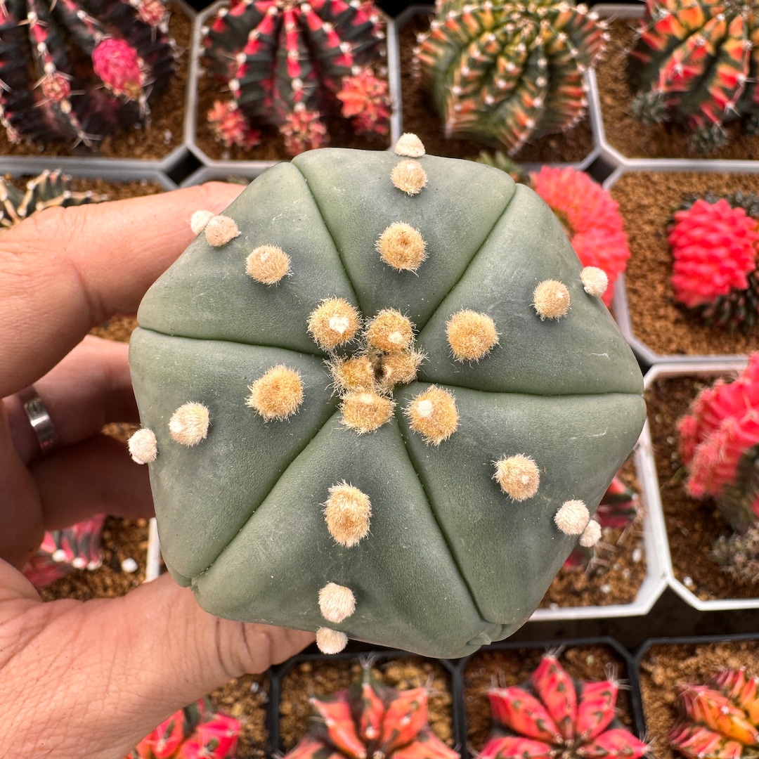 Astrophytum Species V Form Rare Thailand Import Live Cactus - Etsy