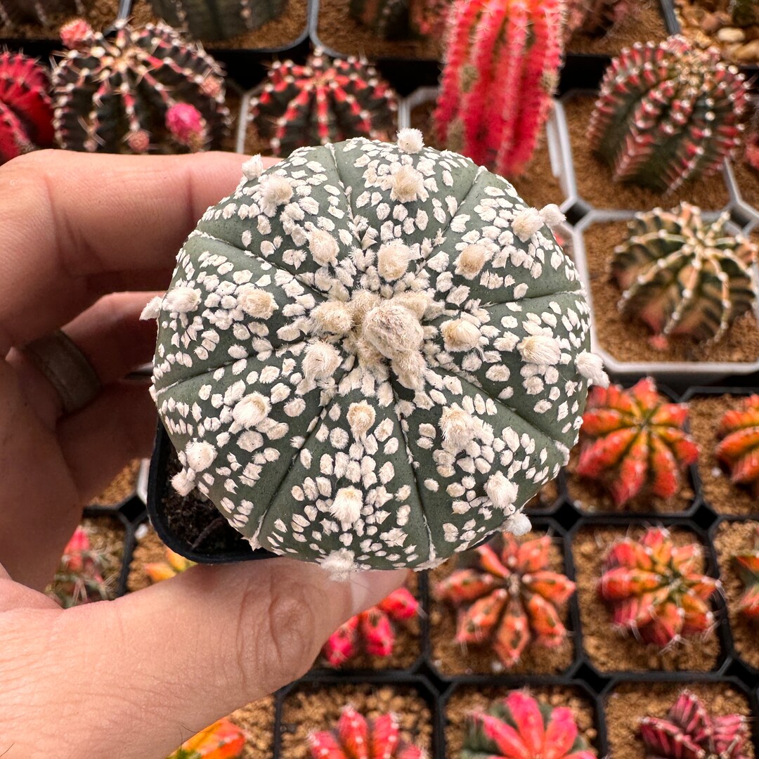 Astrophytum Species Rare Thailand Import Live Cactus - Etsy