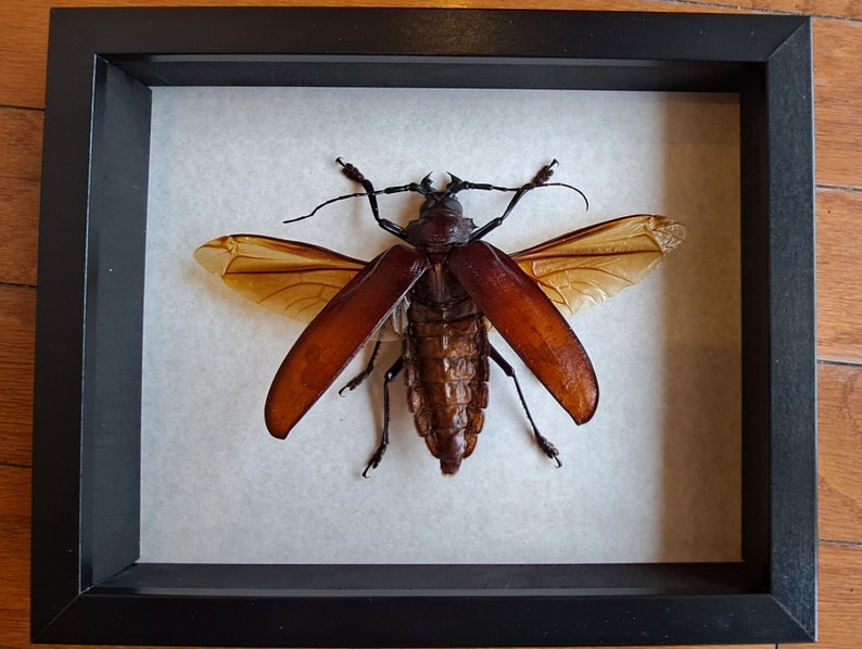 World's Largest Beetle Titanus Giganteus Framed Coleoptera - Etsy