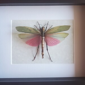 Rose Winged Locust Lophacris Cristata Framed Acrididae Shadowbox ...