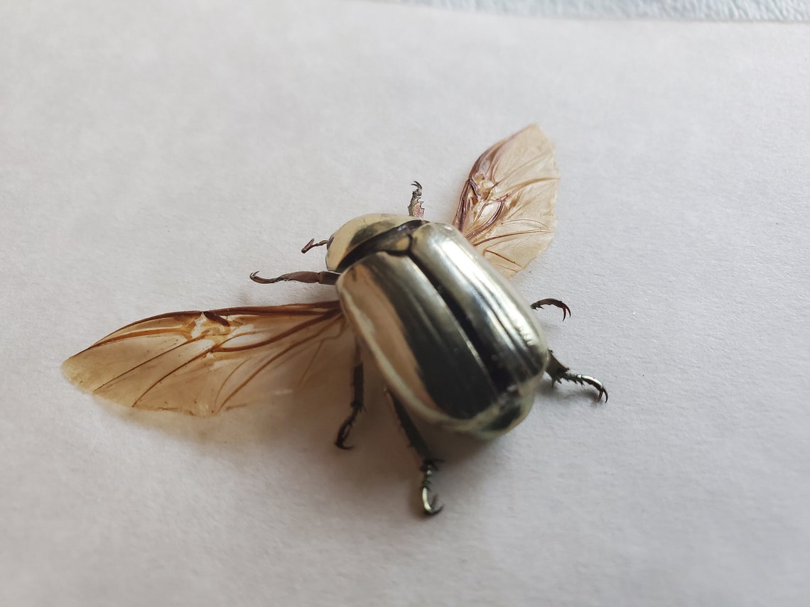 Gold Chrysina Plusiotis Resplendens Real Beetle Entomology - Etsy