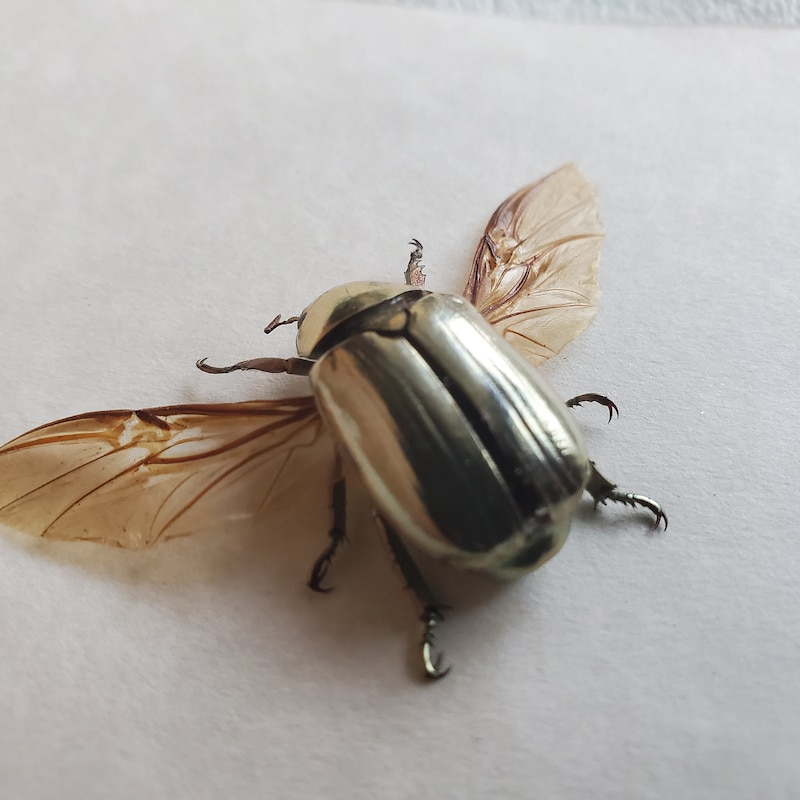 Real Scarab - Etsy