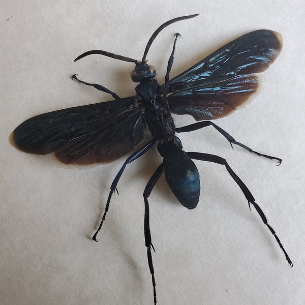 Tarantula Hawk Wasp - Etsy