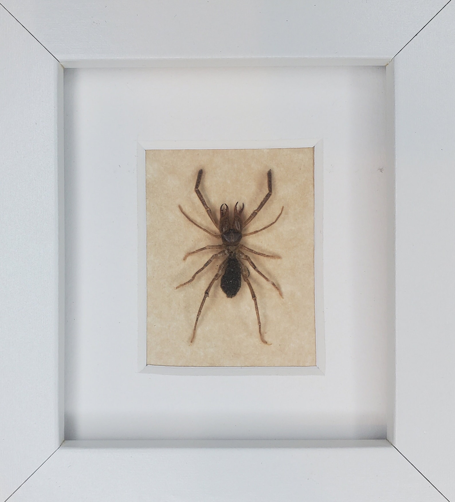 Camel Sunspider Eremobates Pallipes Mini Windscorpion Framed in ...