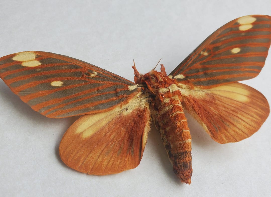 Regal Royal Walnut Moth Citheronia Regalis Saturnidae Framed in ...