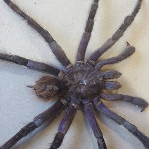 Steely Blue Leg Bird Eating Tarantula Pamphobeteus Antinous Framed ...
