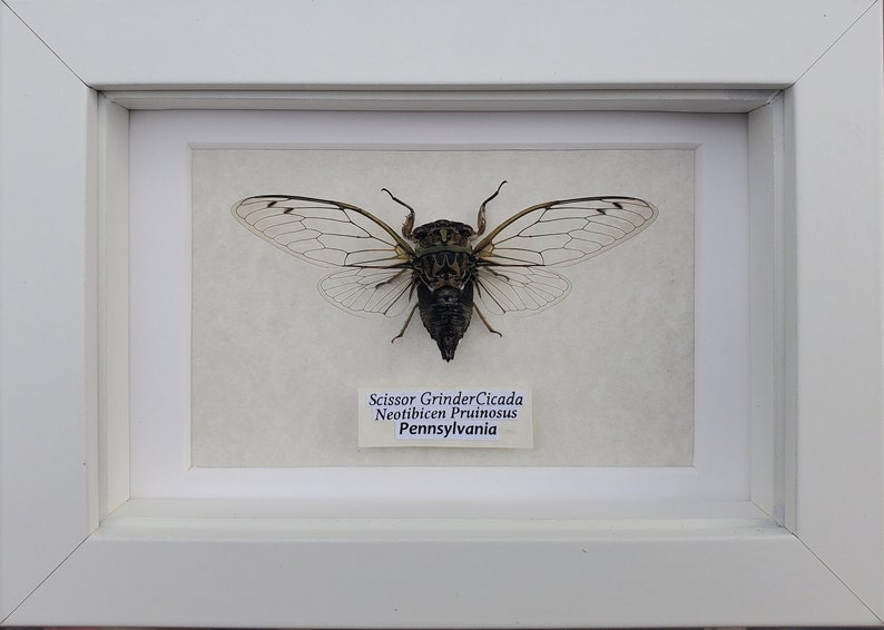 Scissors Grinder Cicada Neotibicen Pruinosus Framed Hemiptera Shadowbox ...