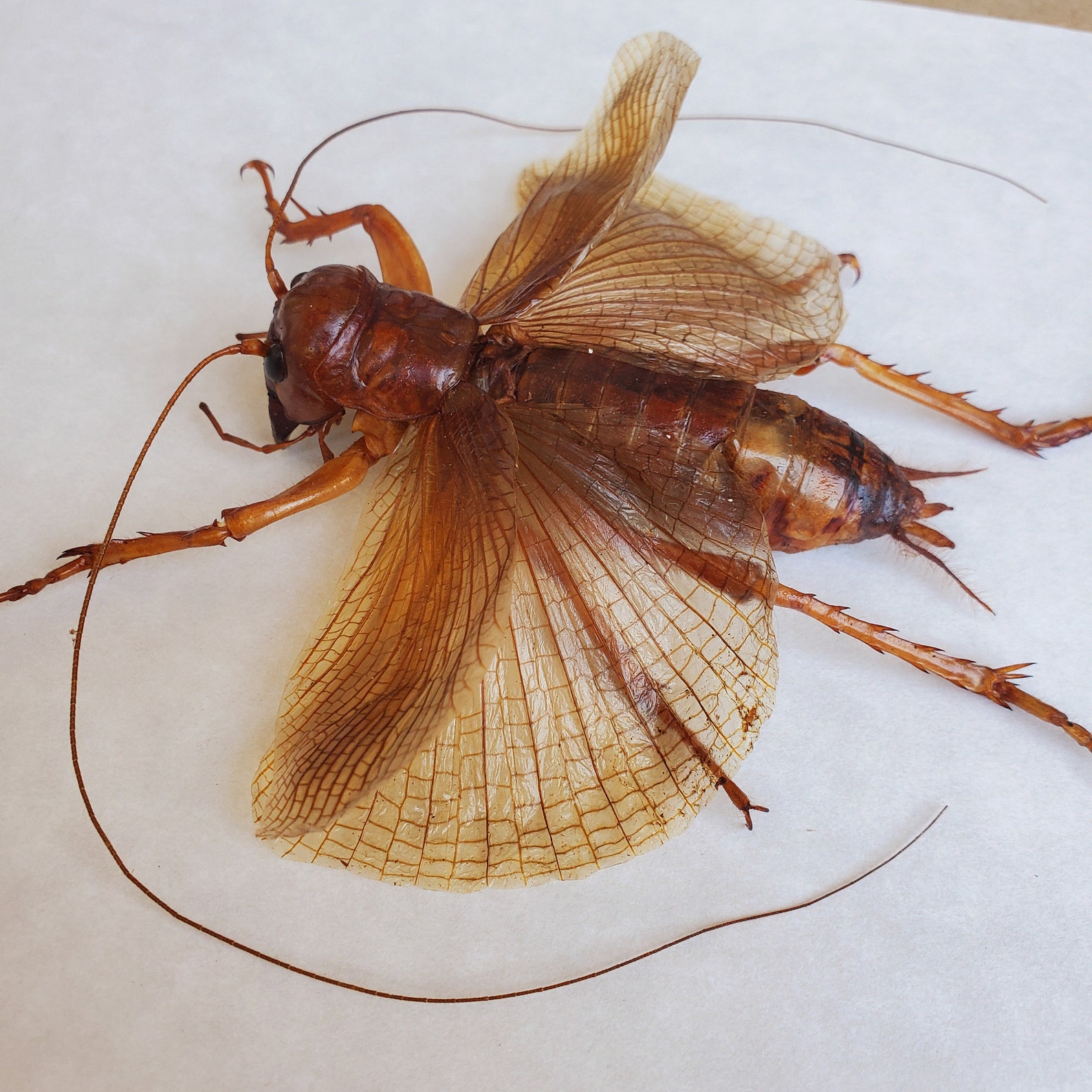 Huge Bulldog Raspy Raptor Cricket Sia Ferox Framed Catyd Shadowbox - Etsy