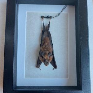 Javan Mastiff Bat Otomops Formosus Taxidermy Framed in Display ...