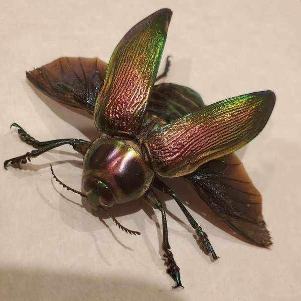 Jewel Beetle - Etsy