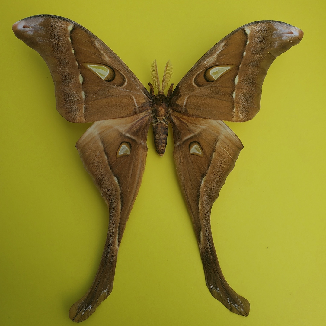 Hercules Moth Coscinocera Hercules Framed Lepidoptera Shadowbox Display ...