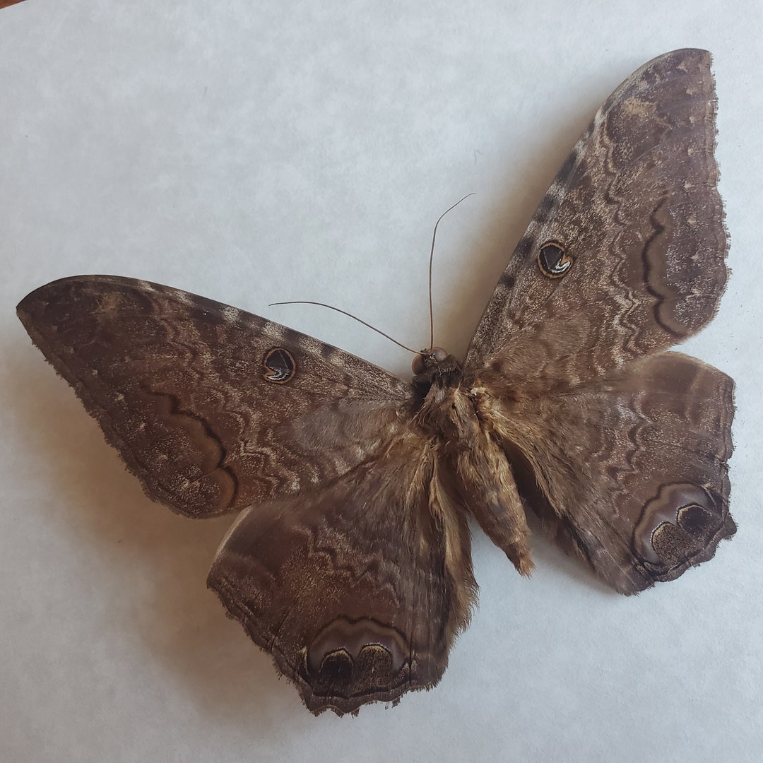 Black Witch Moth Ascalapha Odorata Framed Erebidae Shadowbox Display ...