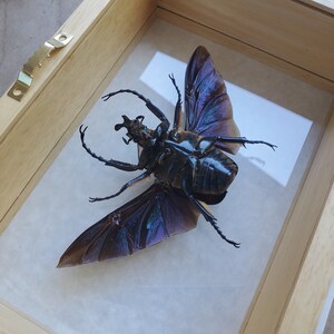 Zebra Pattern Goliath Beetle Goliathus Orientalis Framed Double Glass ...