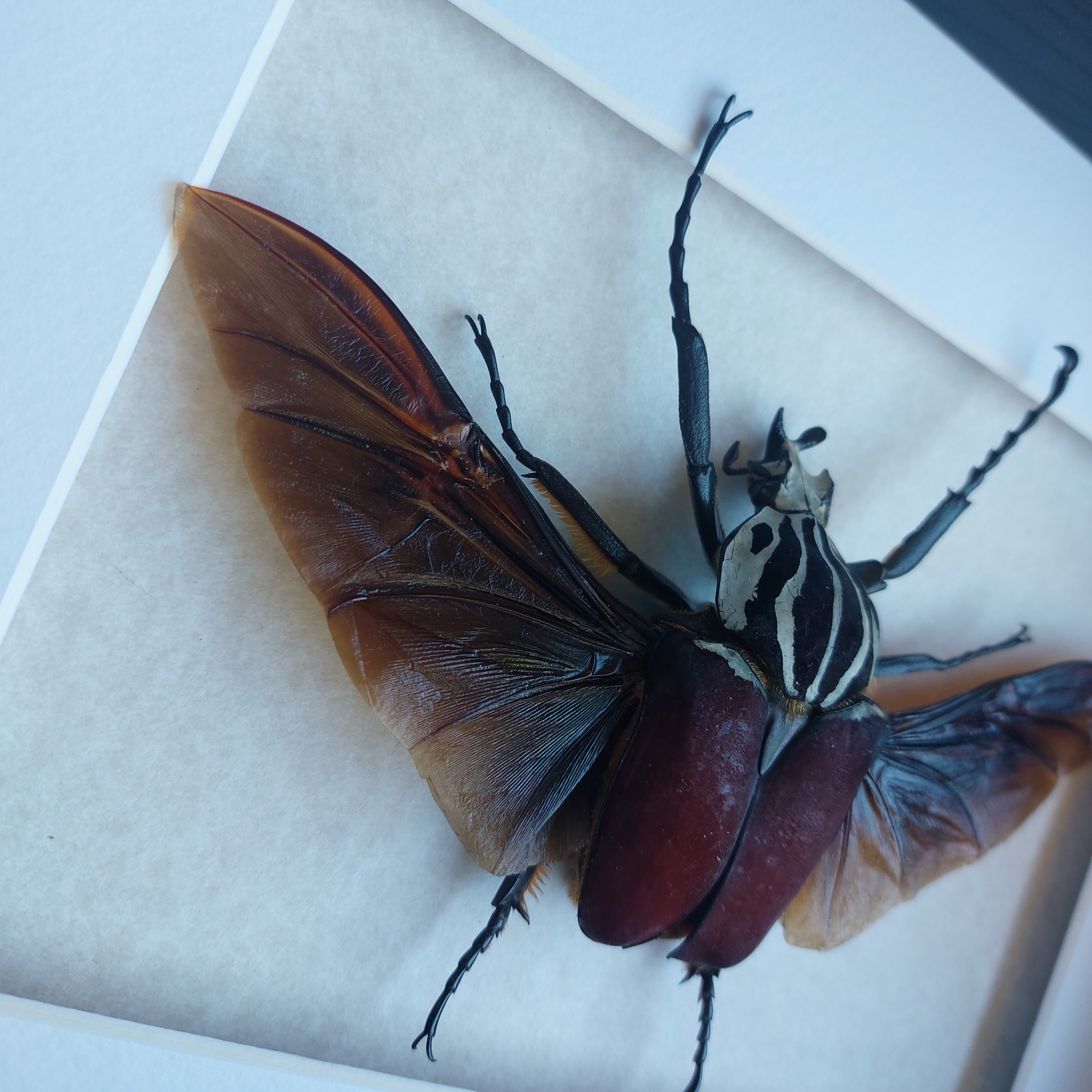 African Giant Goliathus Goliatus Beetle Framed Coleoptera in - Etsy