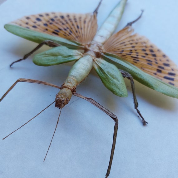 Leopard Winged Walking Stick Insect Paracyphocrania Major - Etsy