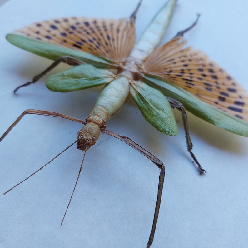 Leopard Winged Walking Stick Insect Paracyphocrania Major - Etsy
