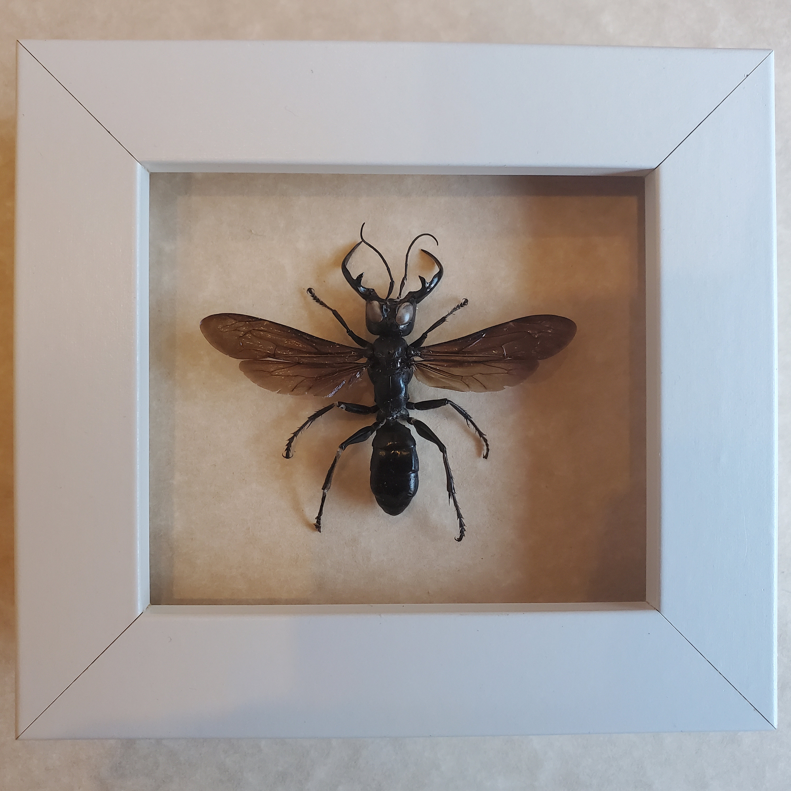 Megalara Garuda Sting