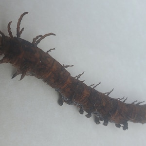 Pine Devil Moth Citheronia Sepulcralis Framed Lepidoptera Larvae ...