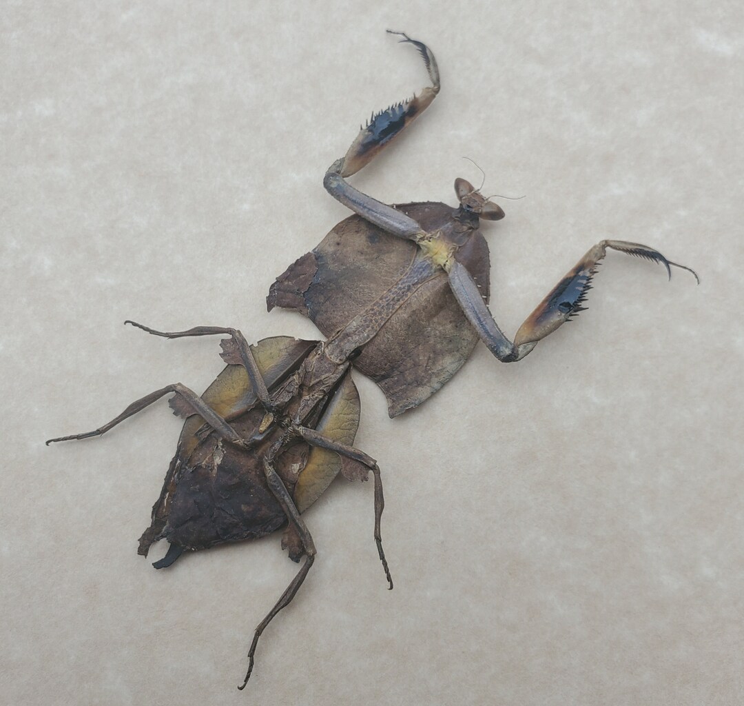 Dry Leaf Mantis Deroplatys Truncata Framed Mantodea Shadowbox - Etsy