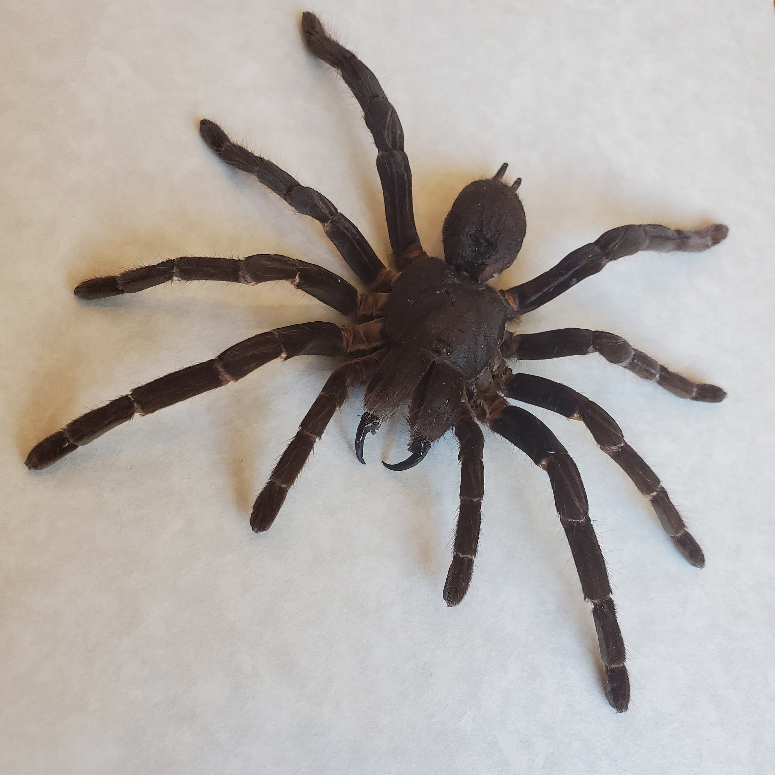 Giant Baboon Spider Hysterocrates Gigas Framed Arachnidae Shadowbox ...