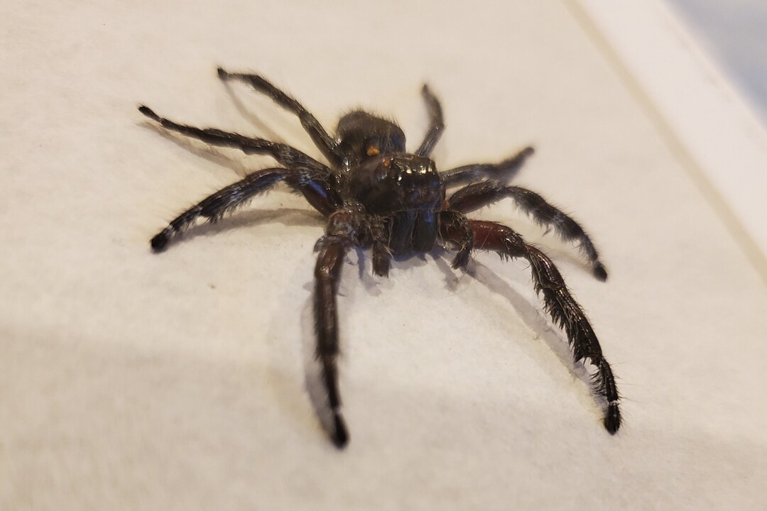 Realistic Jumping Spider Leaping Skipping Hopping Hunter Arachnid in ...