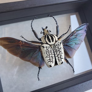 Zebra Pattern Goliath Beetle Goliathus Orientalis Framed Double Glass ...