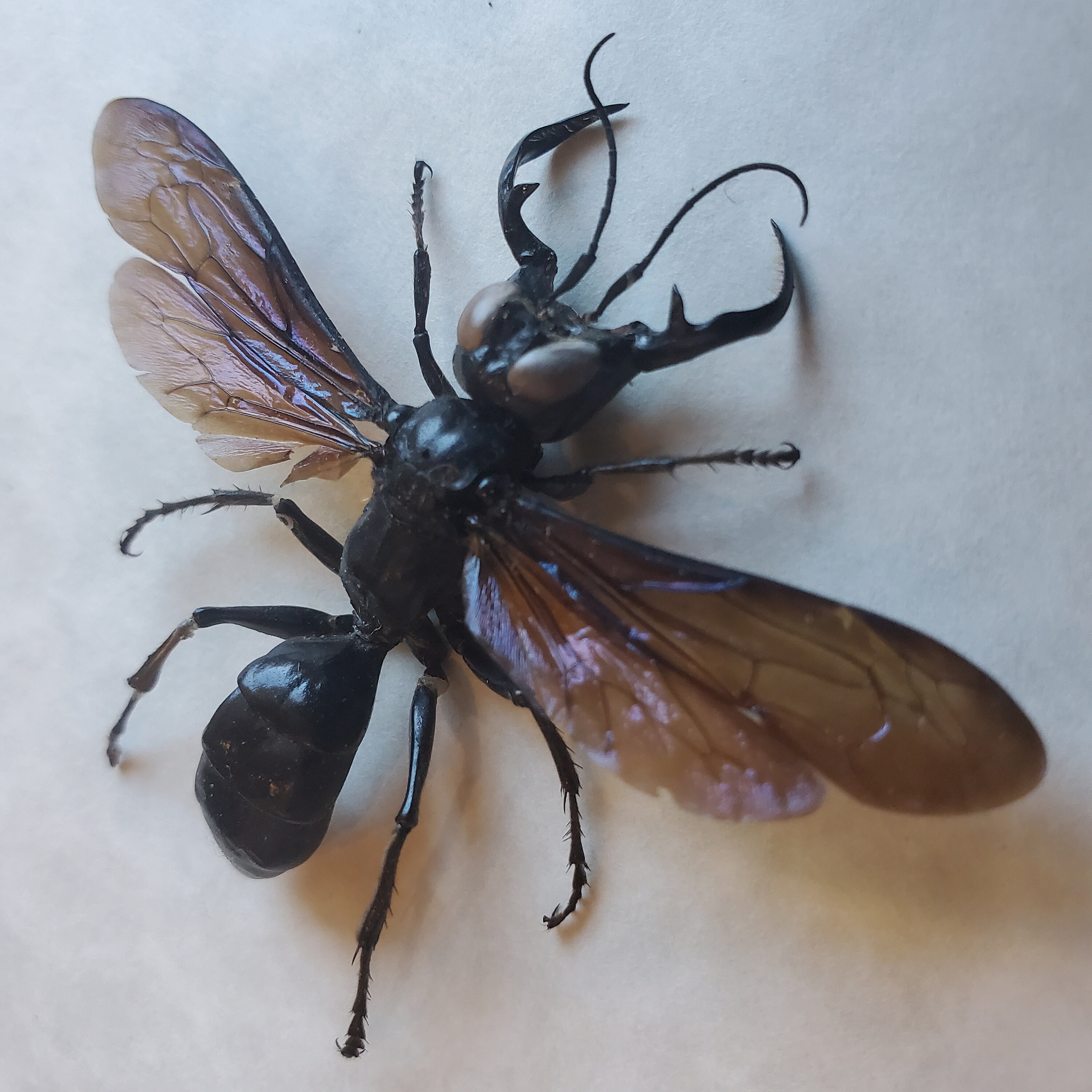 Megalara Garuda Sting