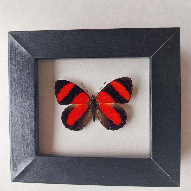Two-eyed Eighty Eight Callicore Pitheas Butterfly Framed in - Etsy