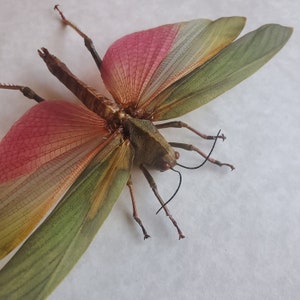 Rose Winged Locust Lophacris Cristata Framed Acrididae Shadowbox ...